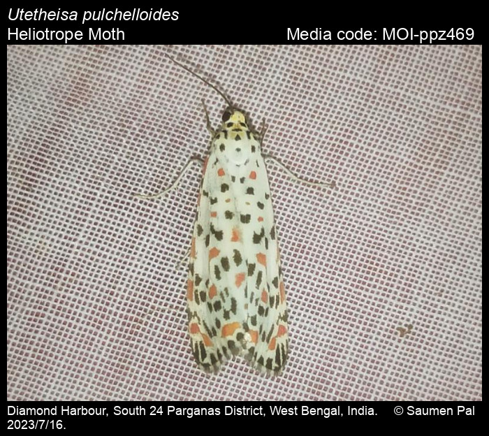 Utetheisa pulchelloides | Moths